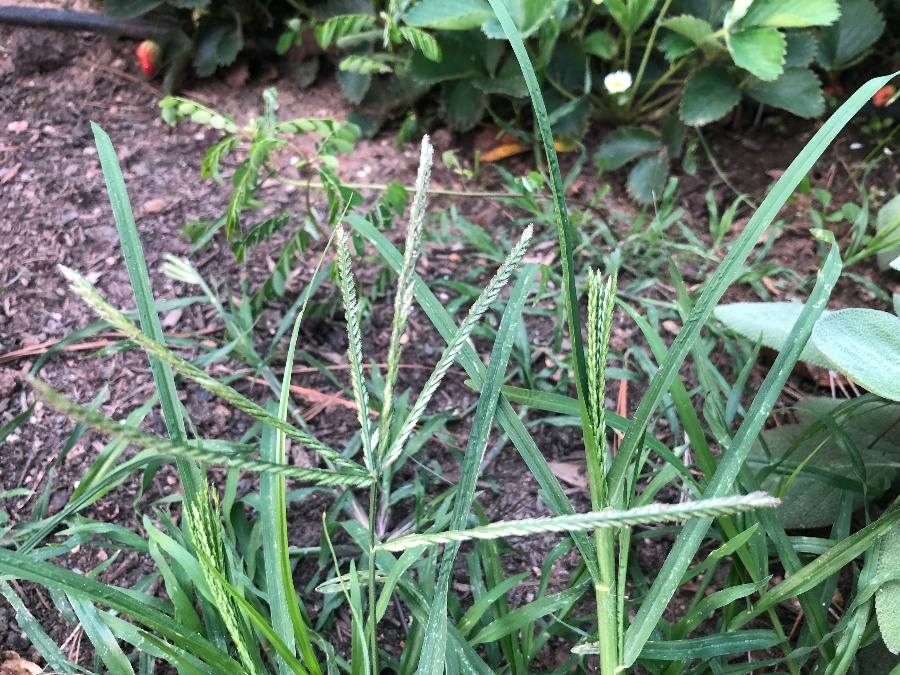 Getting Rid of Goosegrass Weeds | Weed Control