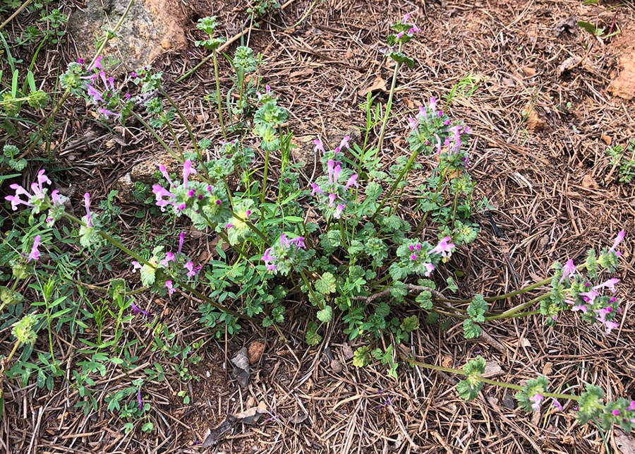 Getting Rid of Dead Nettle & Henbit Weeds | Weed Control