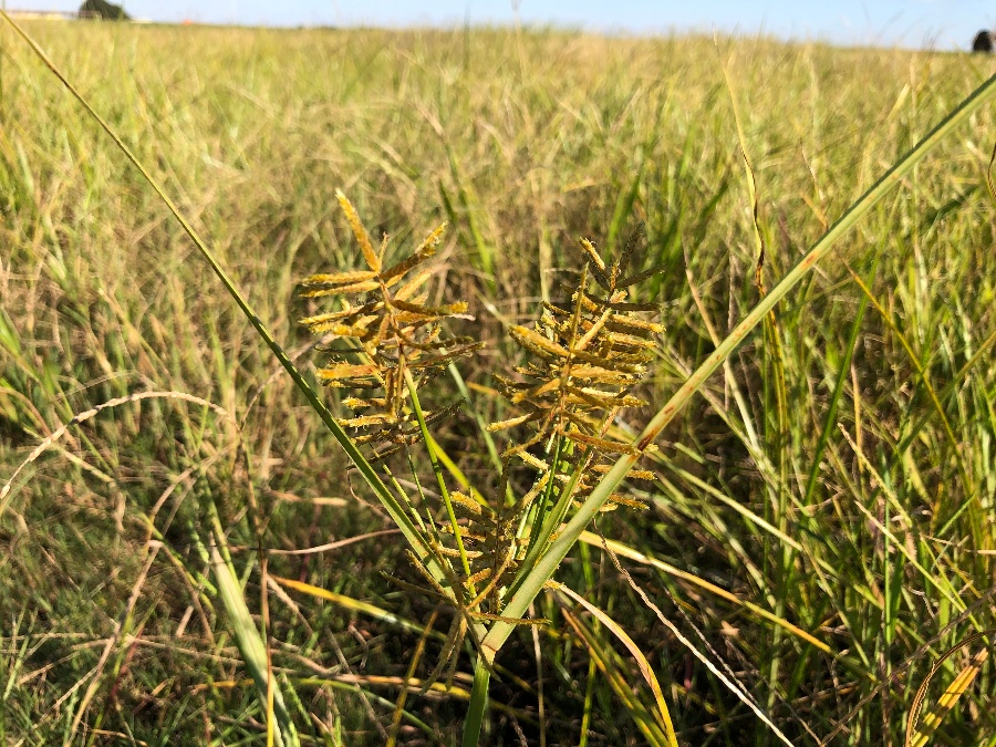 Getting Rid of Nutsedge Weeds | Weed Control